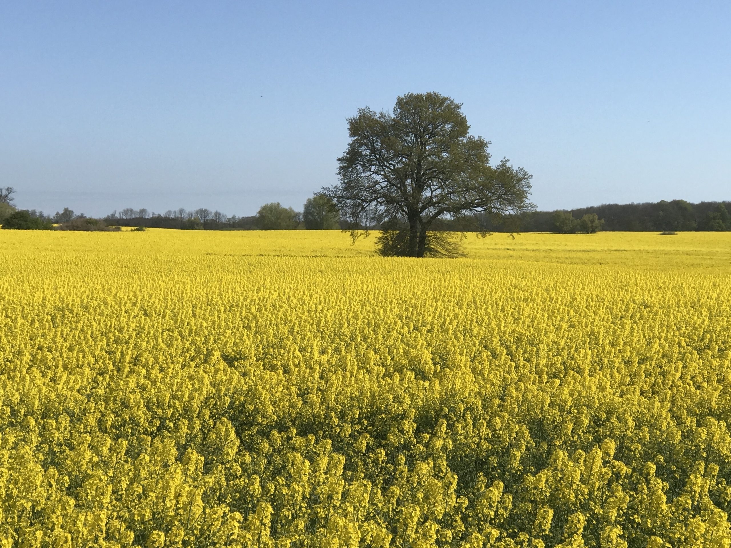 Willkommen in Dassow - Dassow - Tor zur Ostsee